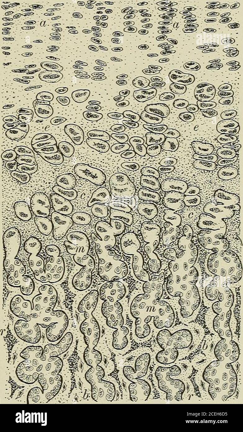 Normal bone matrix hi-res stock photography and images - Alamy