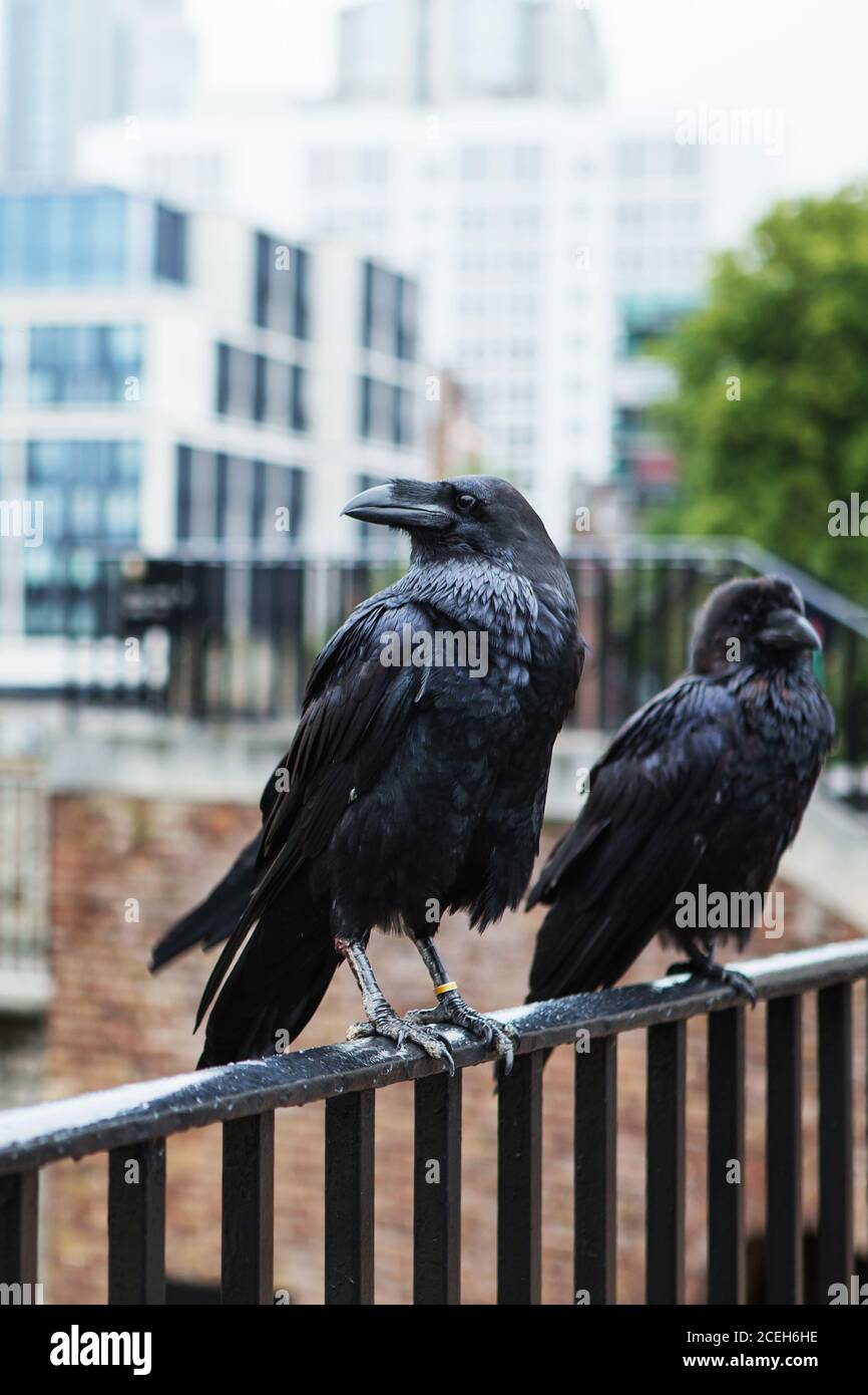 two black ravens in the Tower of London, UK. Common raven (Corvus corax ...