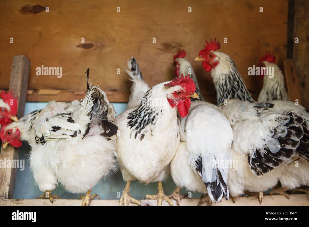 chickens in the coop. Hen in a farmyard. roosters and hens in the hen ...