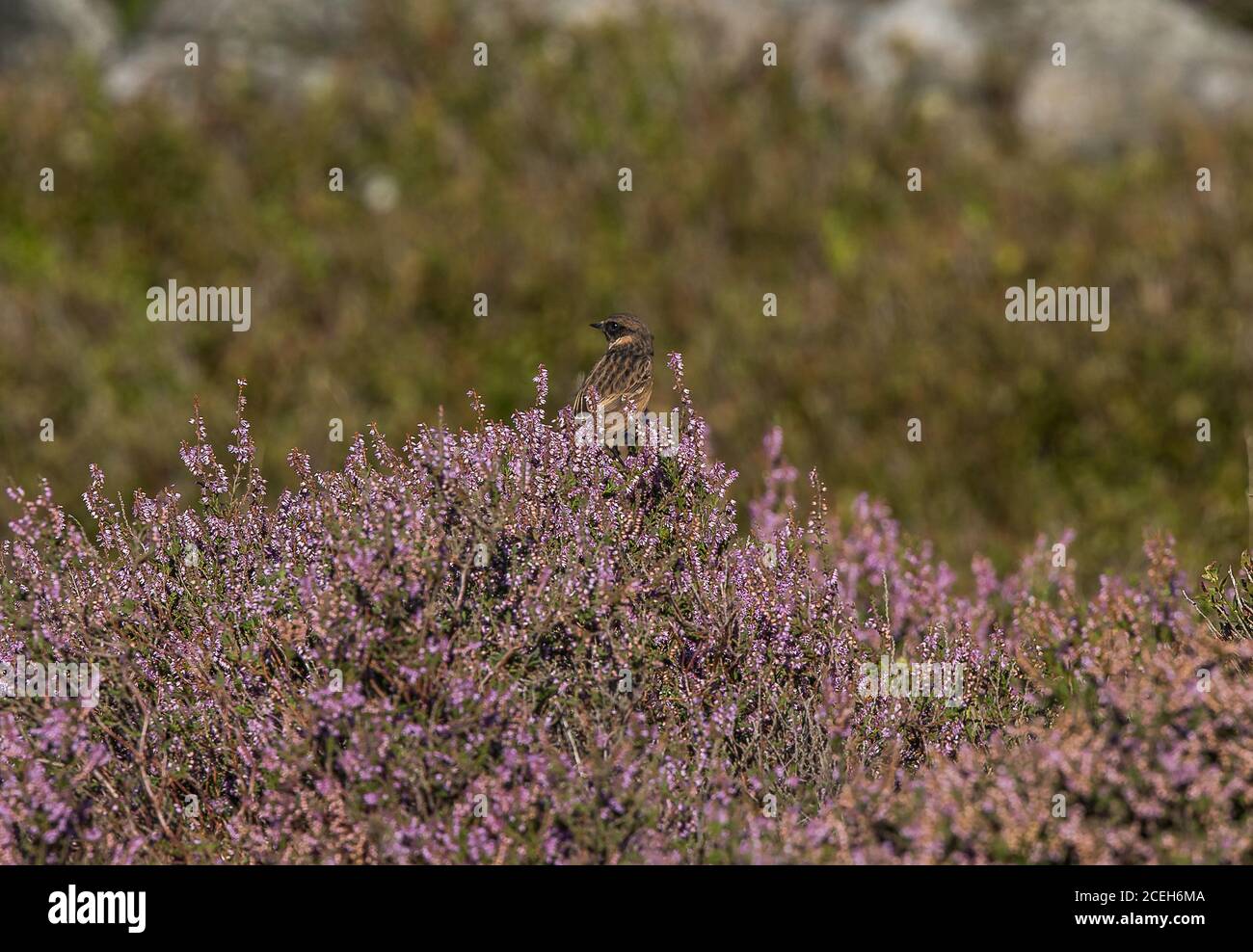 Stonechat moors hi-res stock photography and images - Alamy