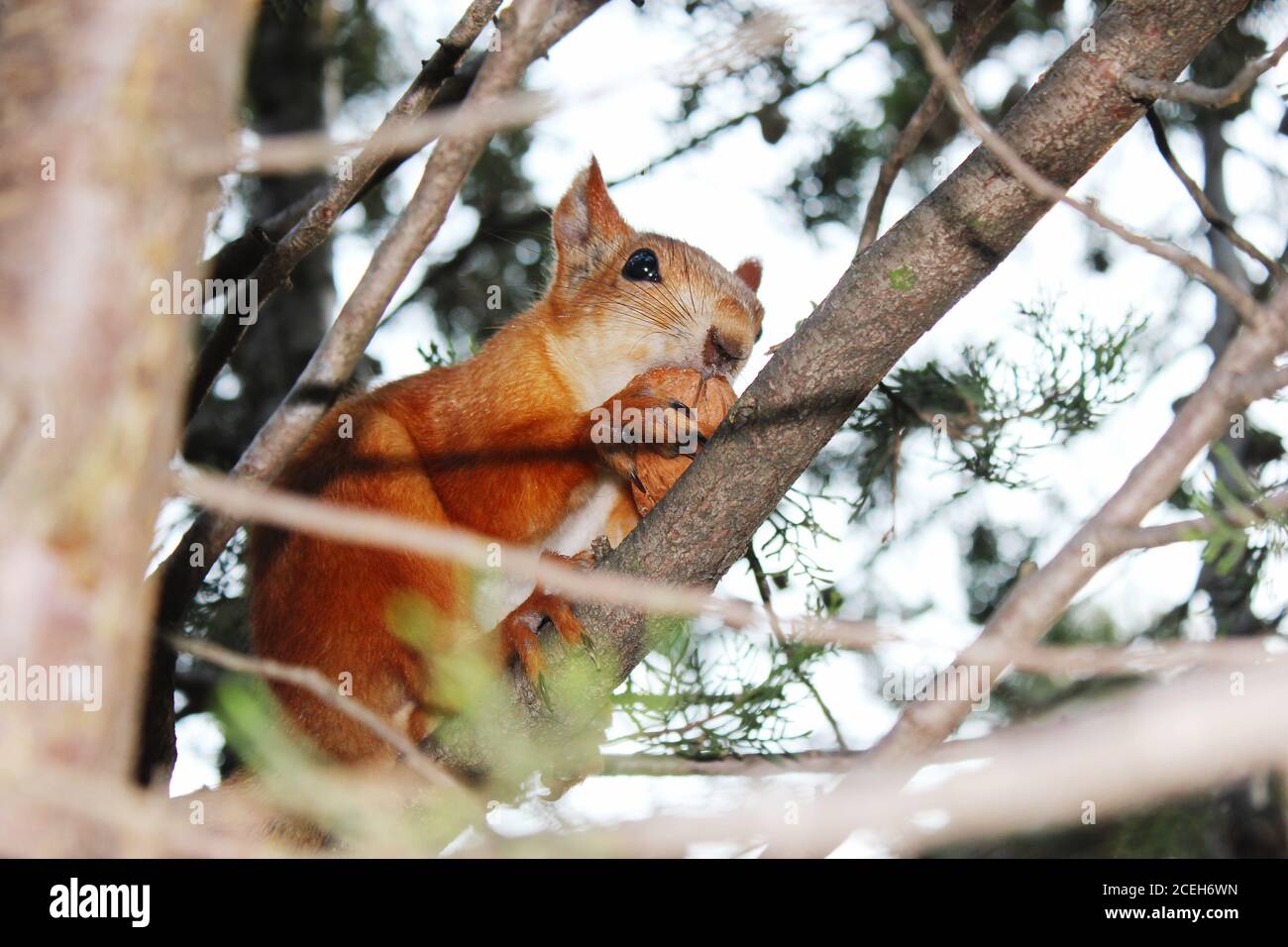 Beautiful red squirrel eating walnuts on a tree branch Stock Photo - Alamy