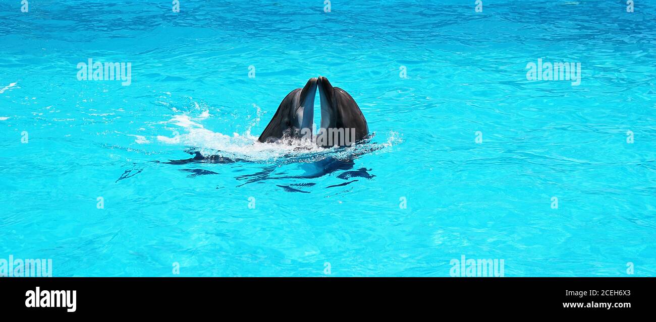 Two dolphins playing together in a clear azure pool water in the ...