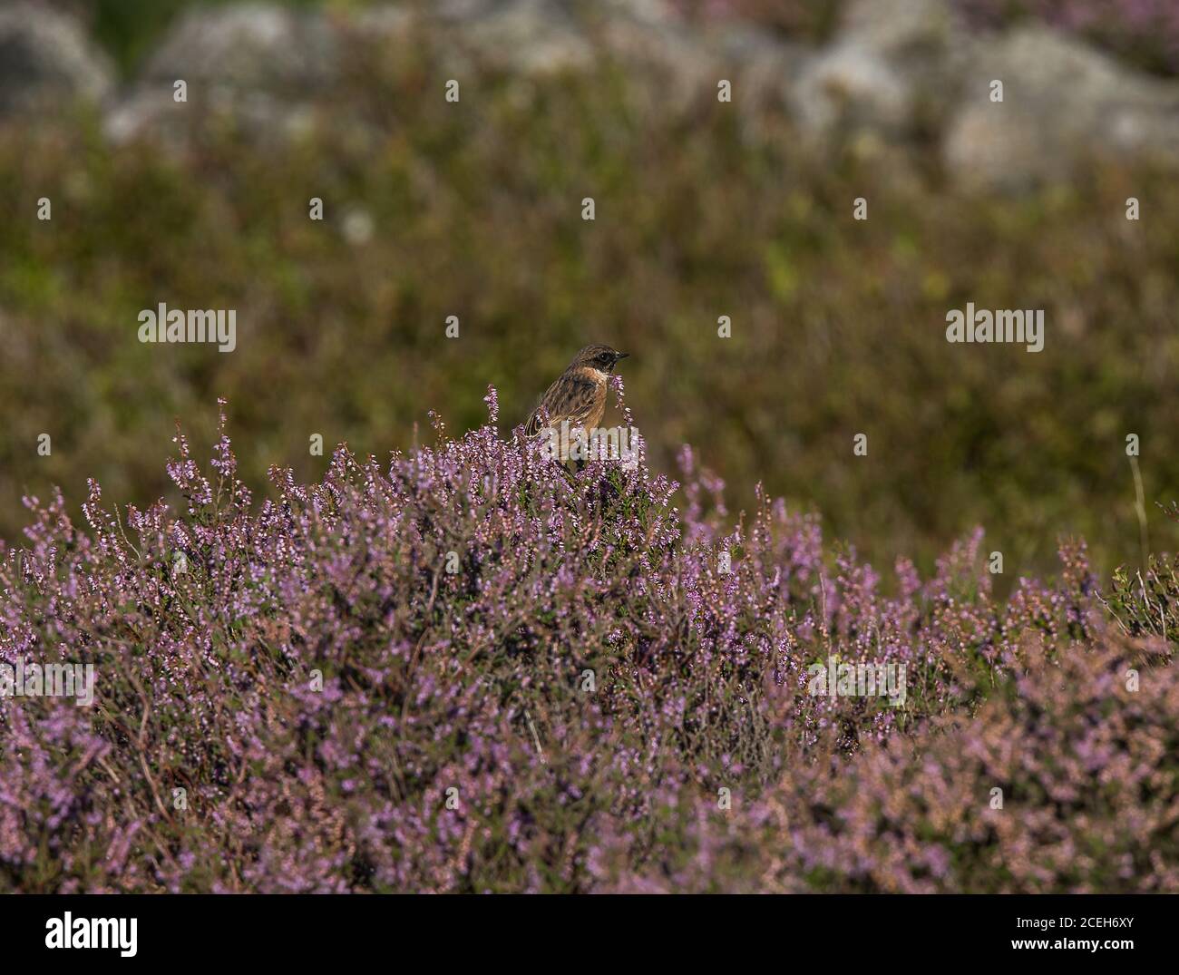 Stonechat moors hi-res stock photography and images - Alamy