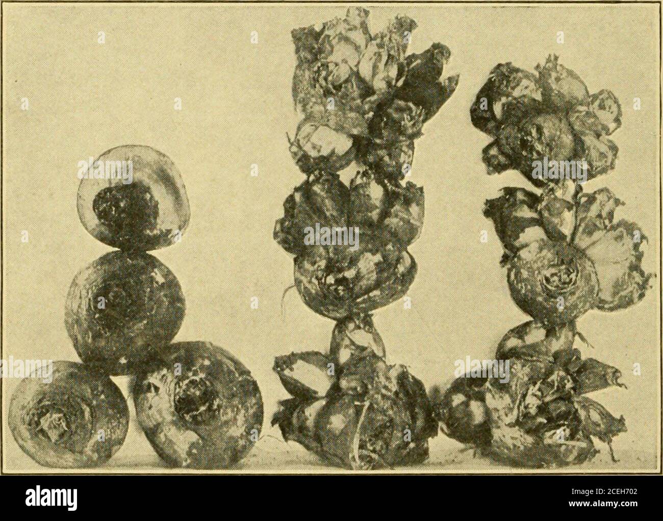 Gladiolus bulb cross section hi-res stock photography and images - Alamy