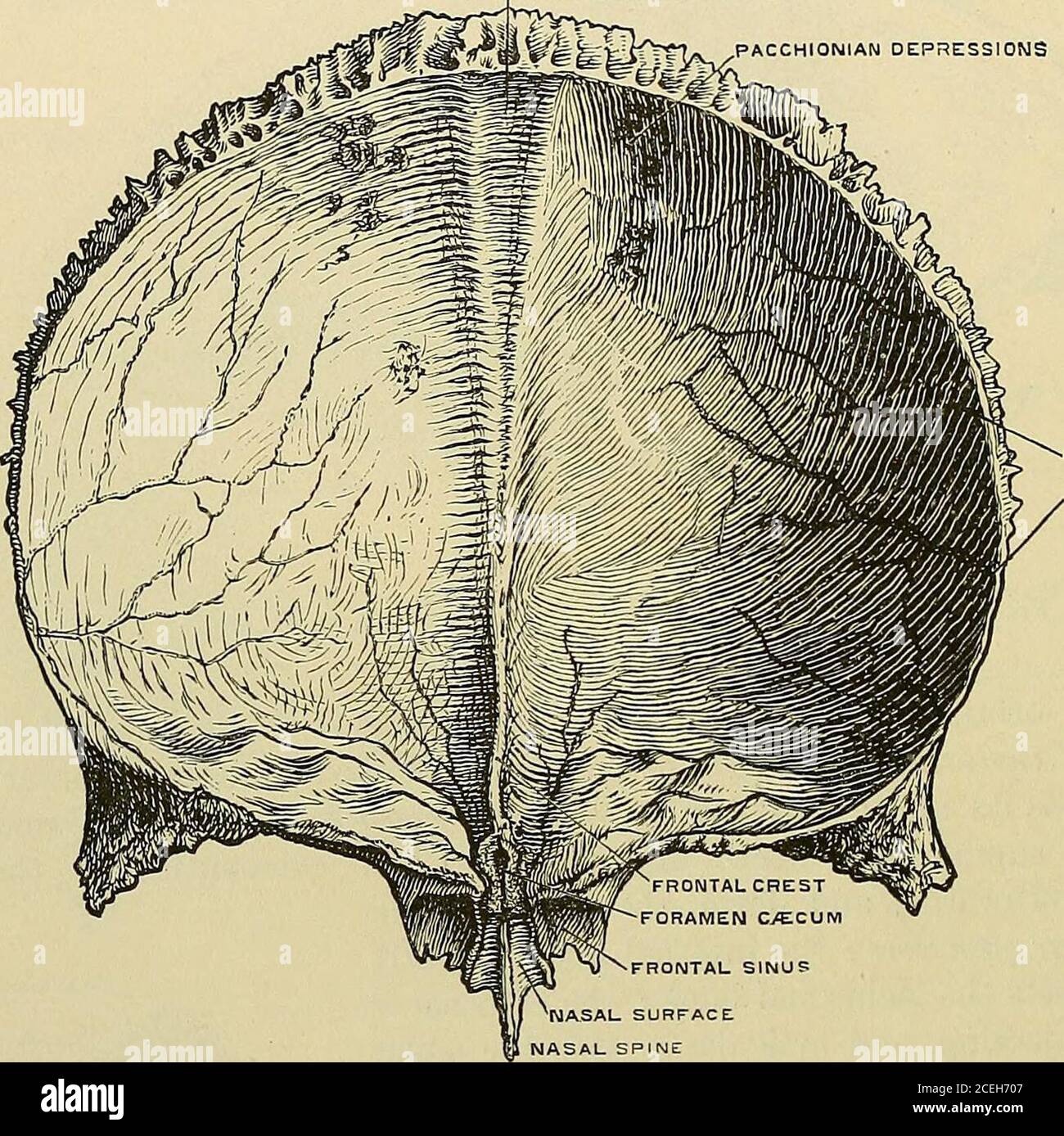 . Quain's Elements of anatomy. o the formation of the roof of the nasal ...