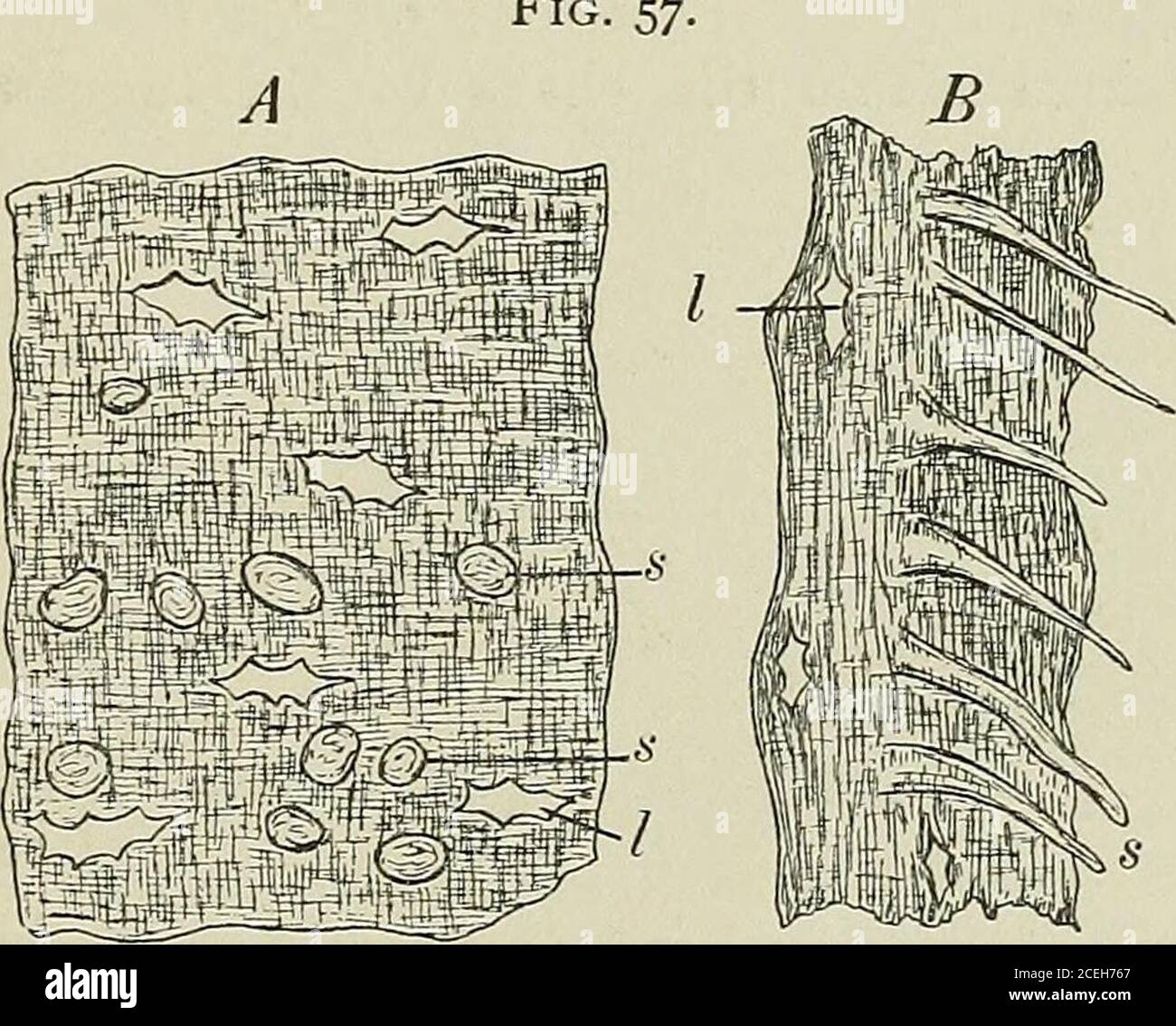 Cut longitudinally hi-res stock photography and images - Alamy