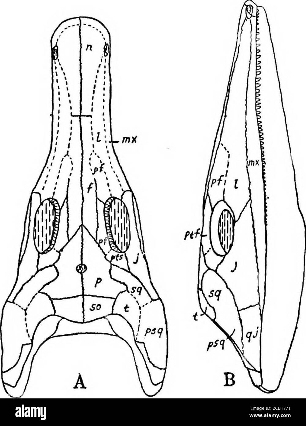 . Revision of the Amphibia and Pisces of the Permian of North America ...