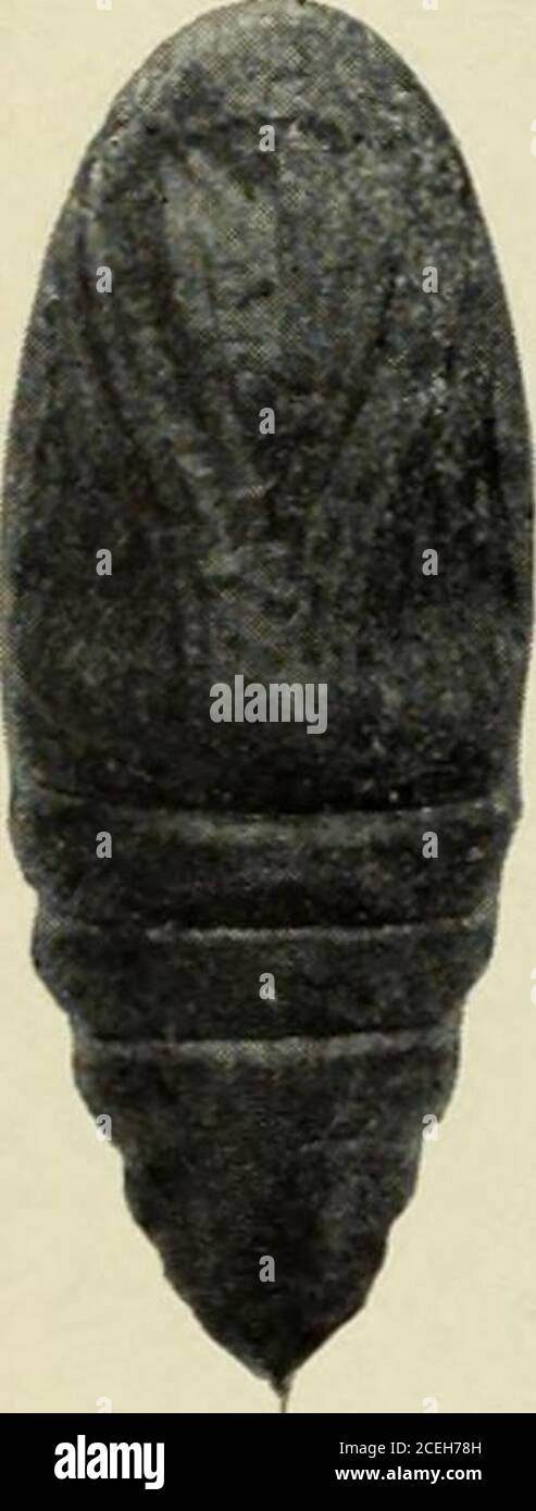 Measuring worms hi-res stock photography and images - Alamy