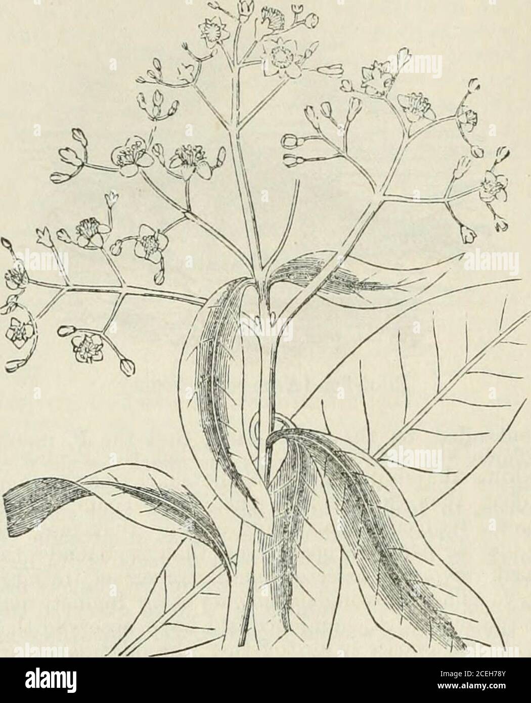 Pimento Tree High Resolution Stock Photography and Images - Alamy