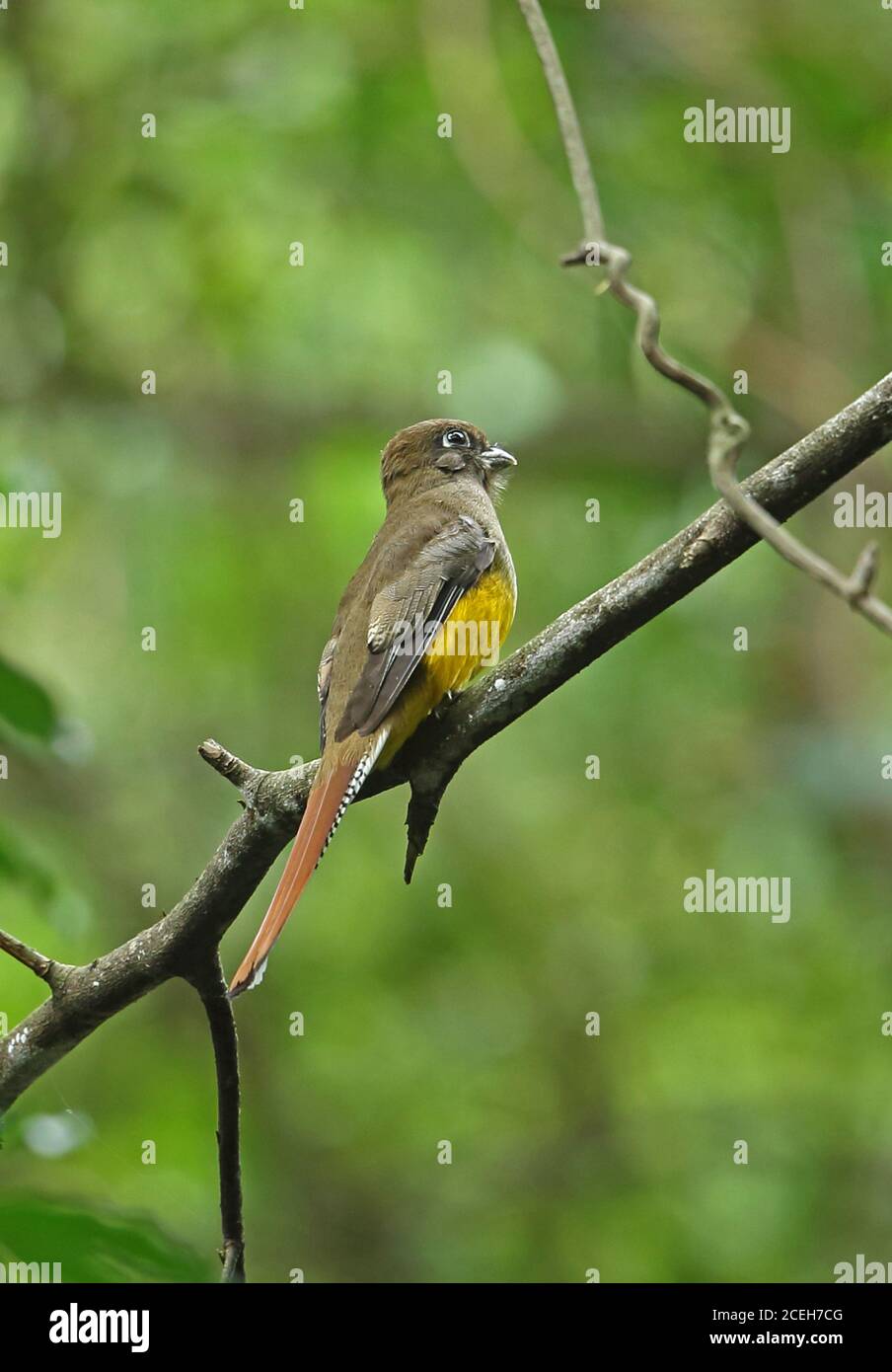 Black throated trogon hi-res stock photography and images - Alamy