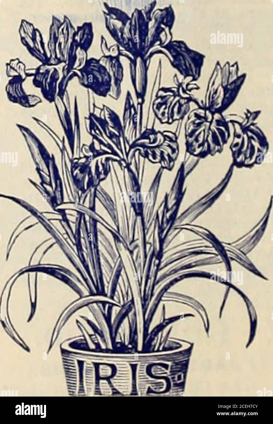 Dwarf ibis hi-res stock photography and images - Alamy