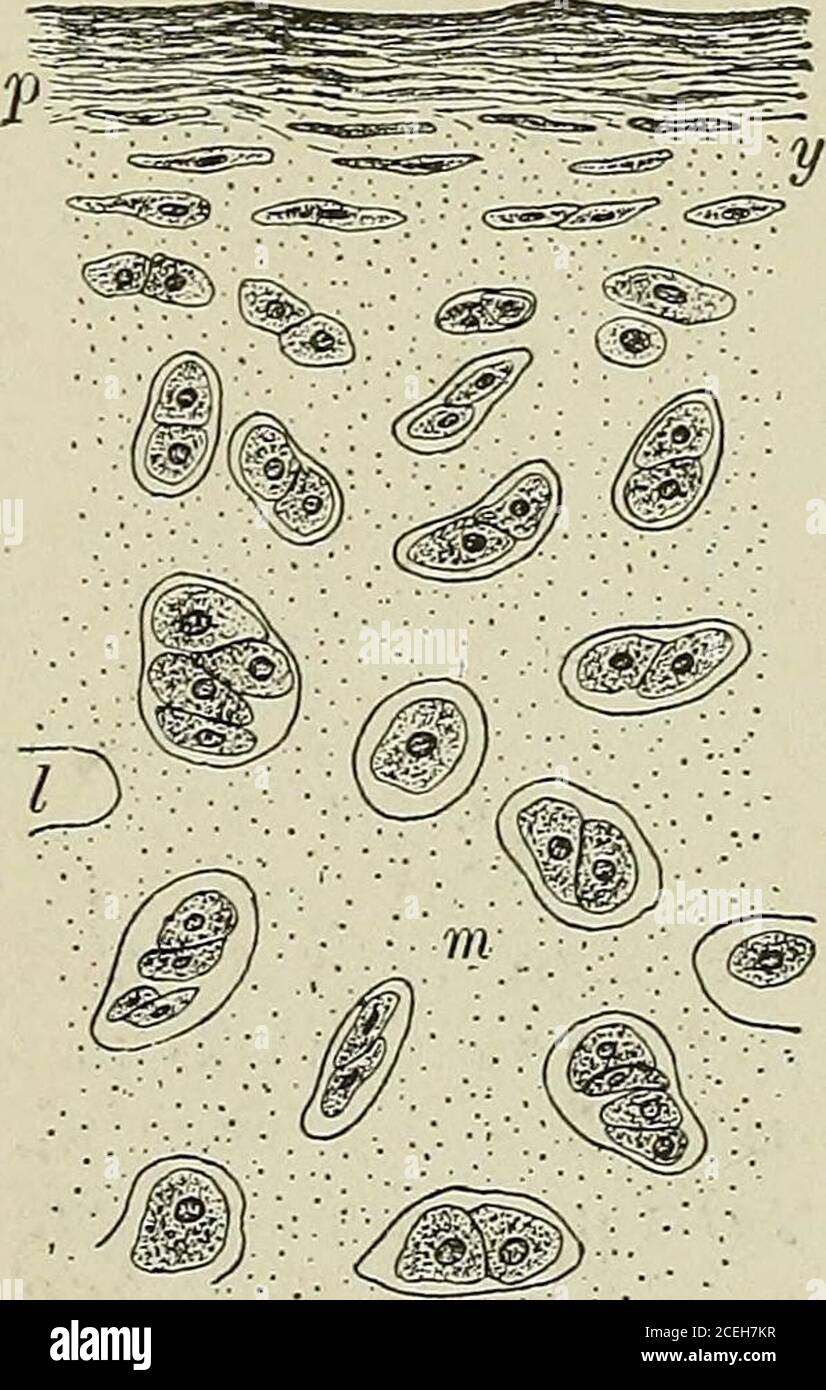 Ground tissue cells hi-res stock photography and images - Alamy