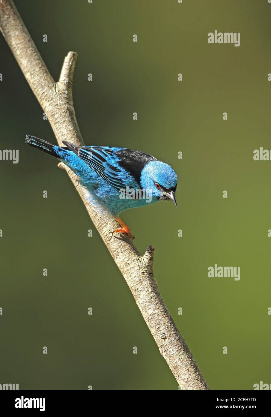 Blue Dacnis (Dacnis cayana paraguayensis) adult male perched on branch ...