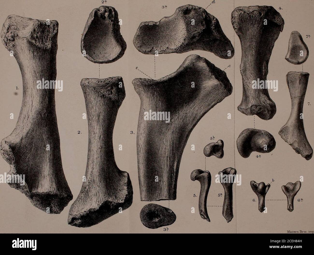 Tortoises skeleton hi-res stock photography and images - Alamy