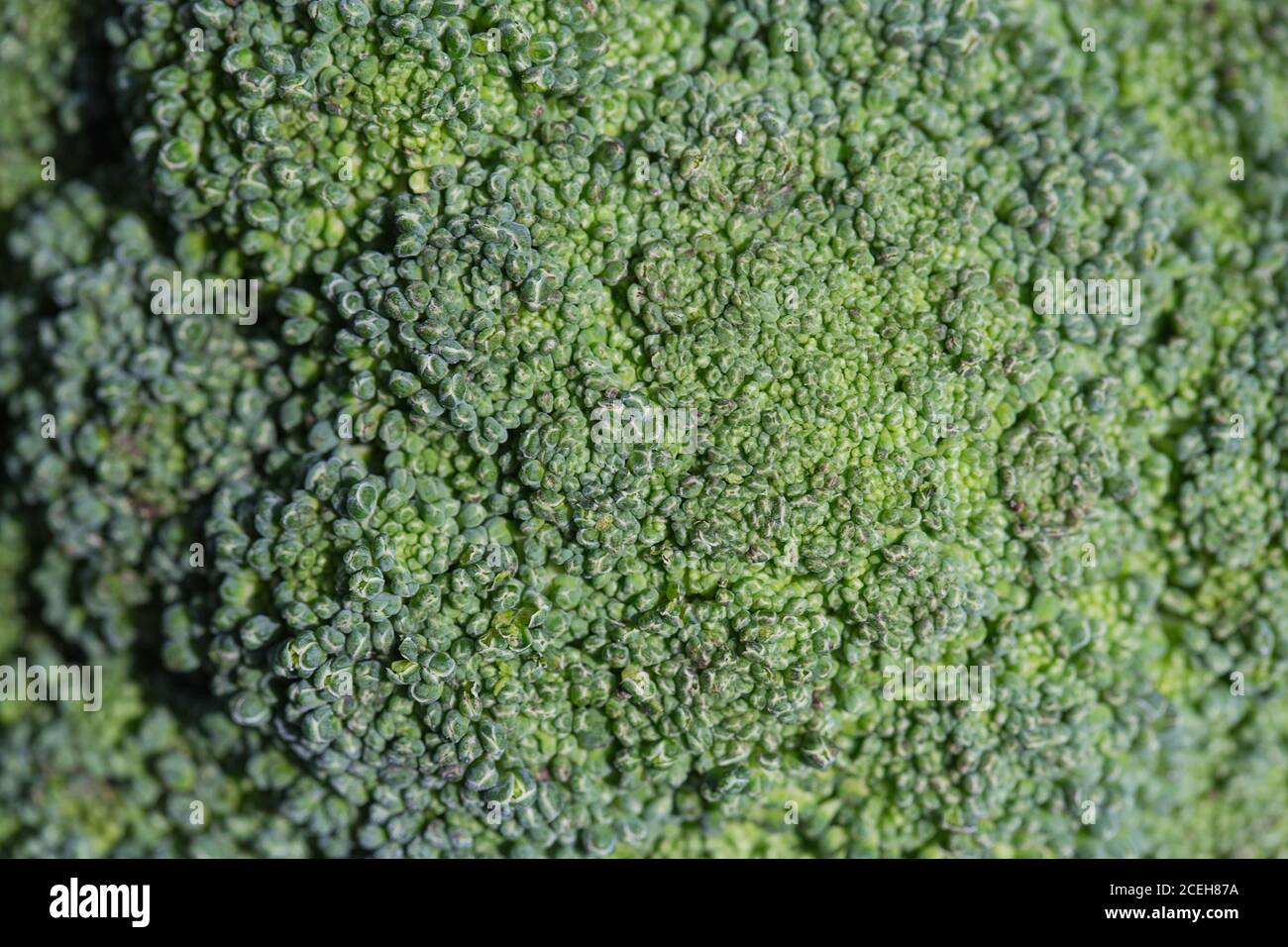 Fresh green broccoli background texture. Macro photo green fresh ...
