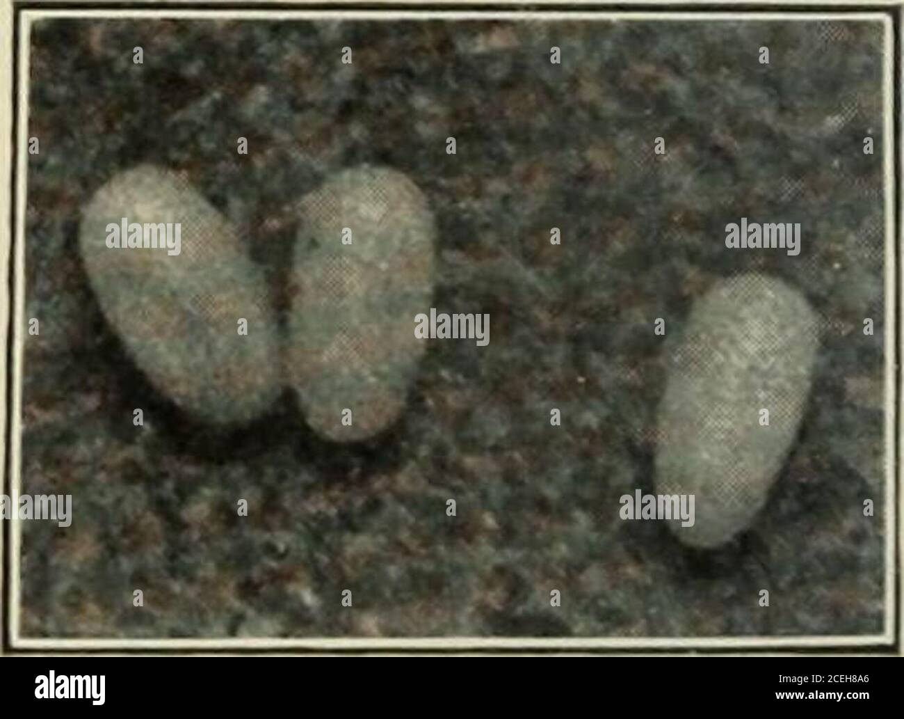 . Manual of fruit insects. Fiu. 90. The lime-tree span-worm,male moth ...