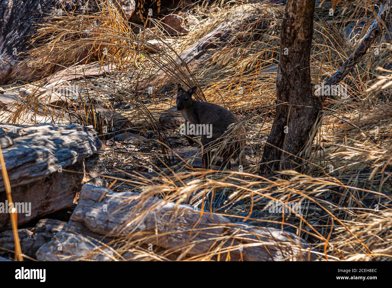 Kangaroo in the Australian Outback Stock Photo - Alamy