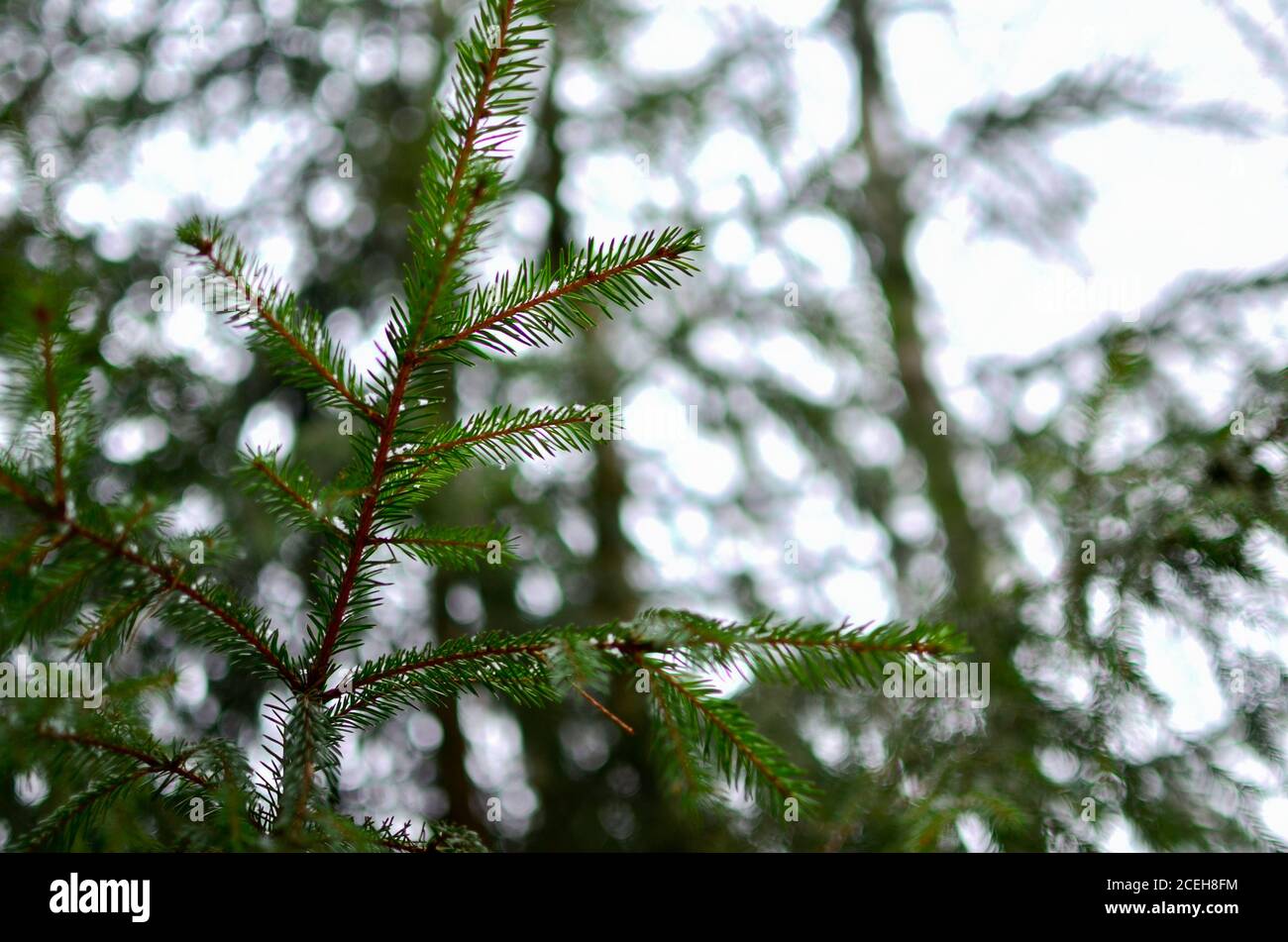 Fir tree in the forest. Natural wildlife, background, texture Stock ...