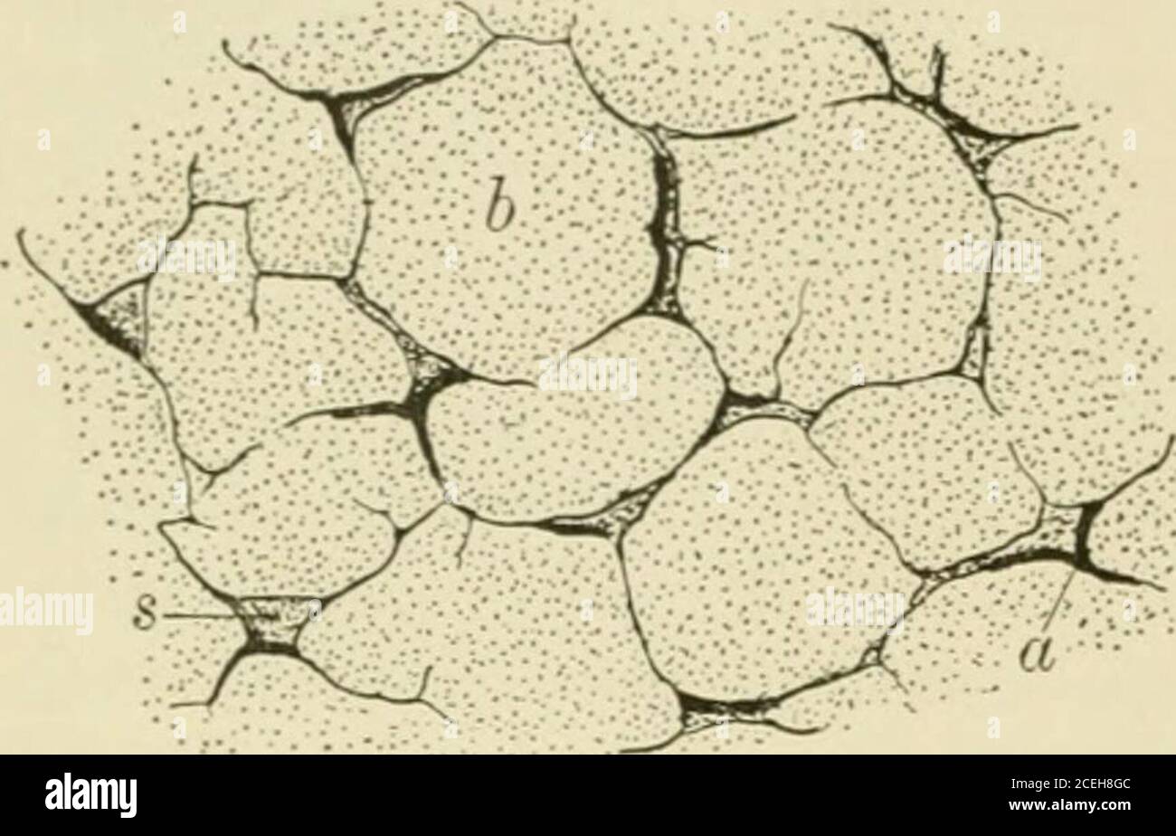 Dense connective tendon hi-res stock photography and images - Alamy