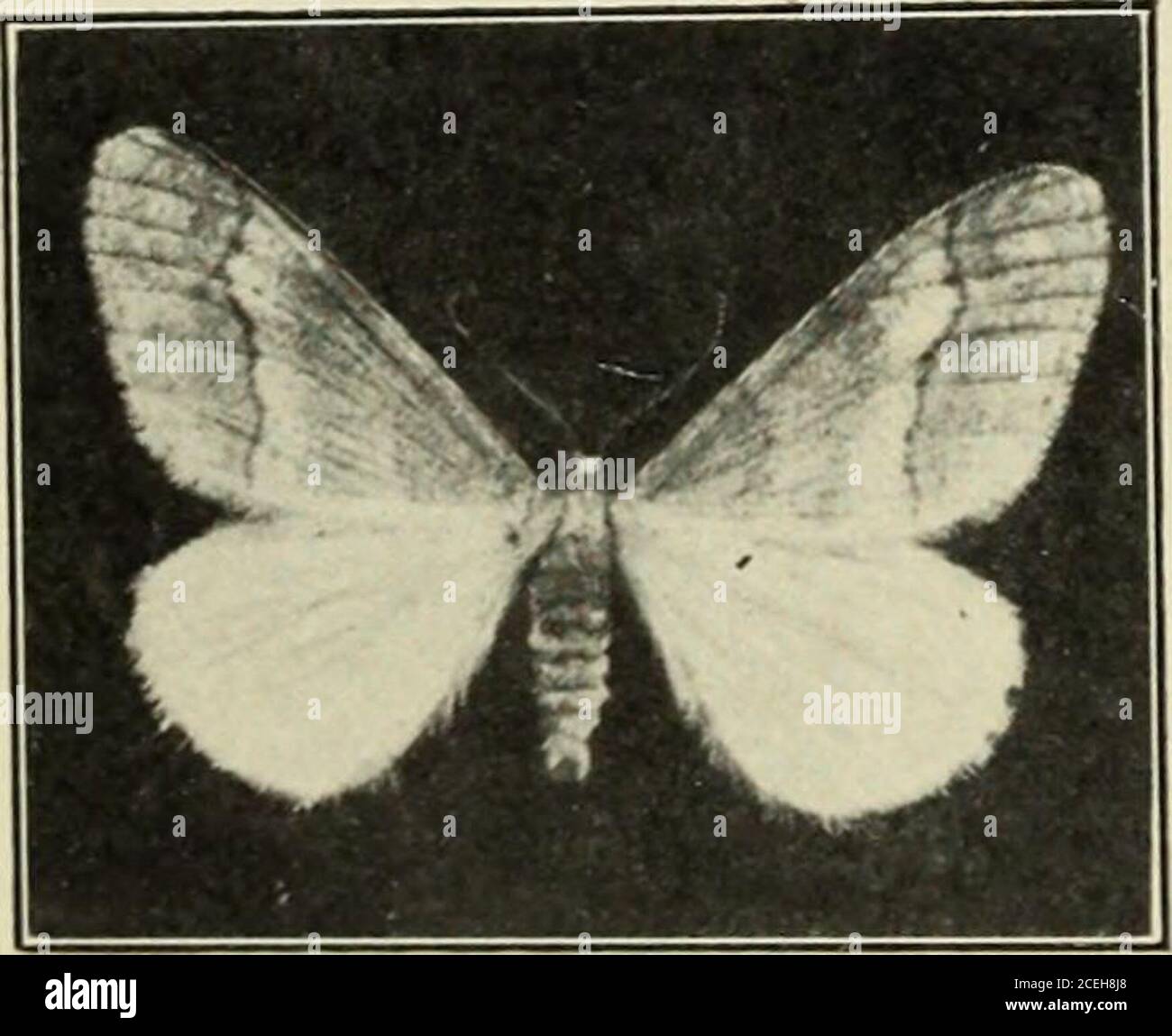 . Manual of fruit insects. Fig. 95.- -The lime-tree span-worm ...