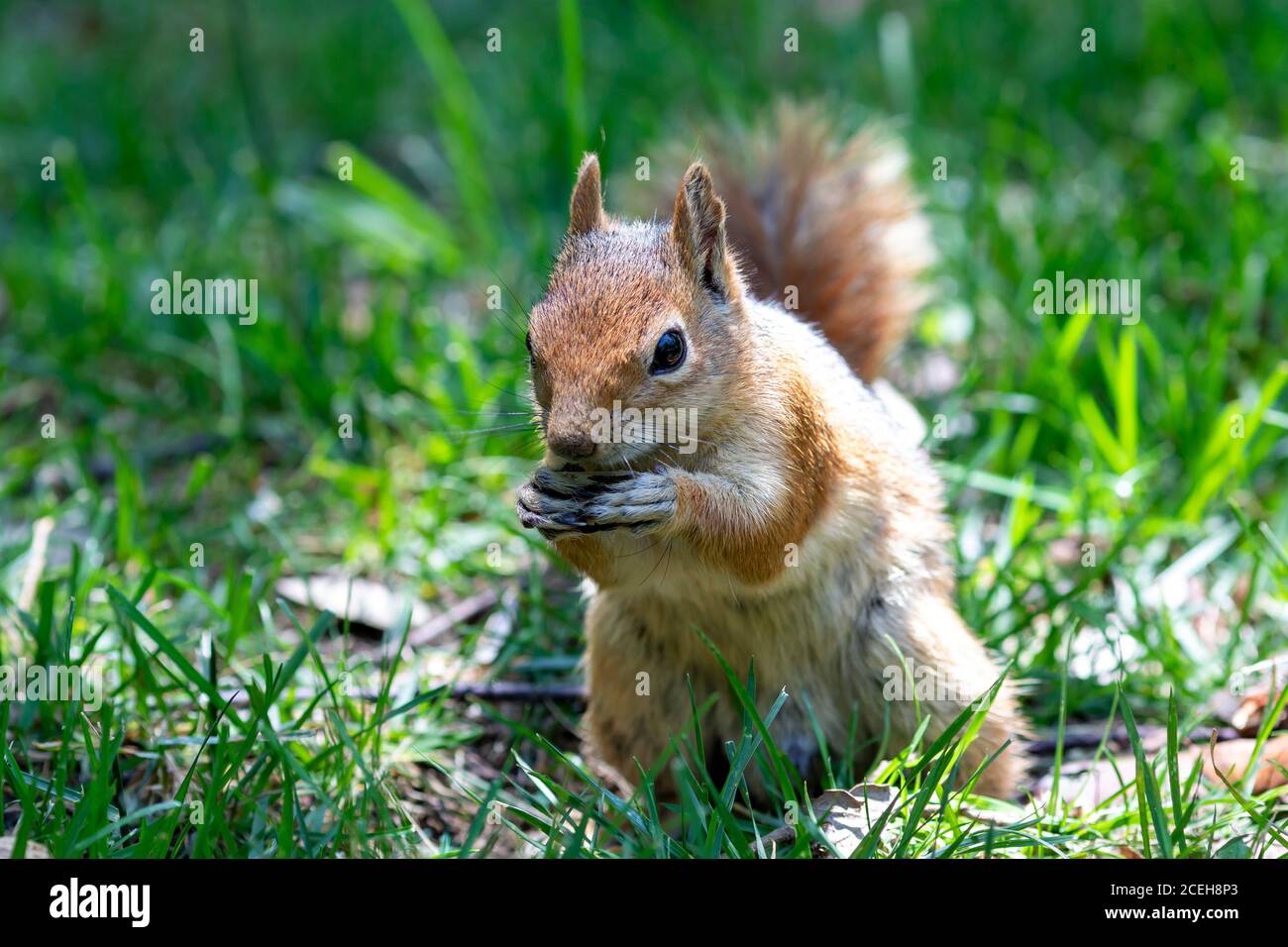 Beautiful little squirrel hi-res stock photography and images - Alamy