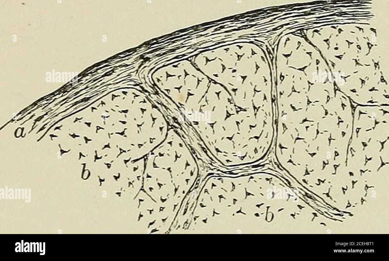. Text-book of normal histology: including an account of the ...