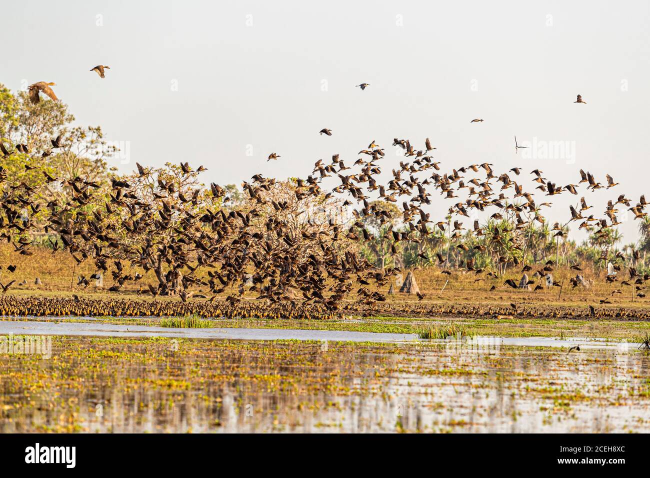 Flock of Magpie Geese of Northern Australia Stock Photo - Alamy