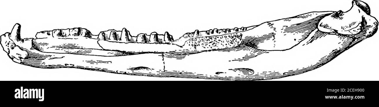 . Revision of the Amphibia and Pisces of the Permian of North America ...