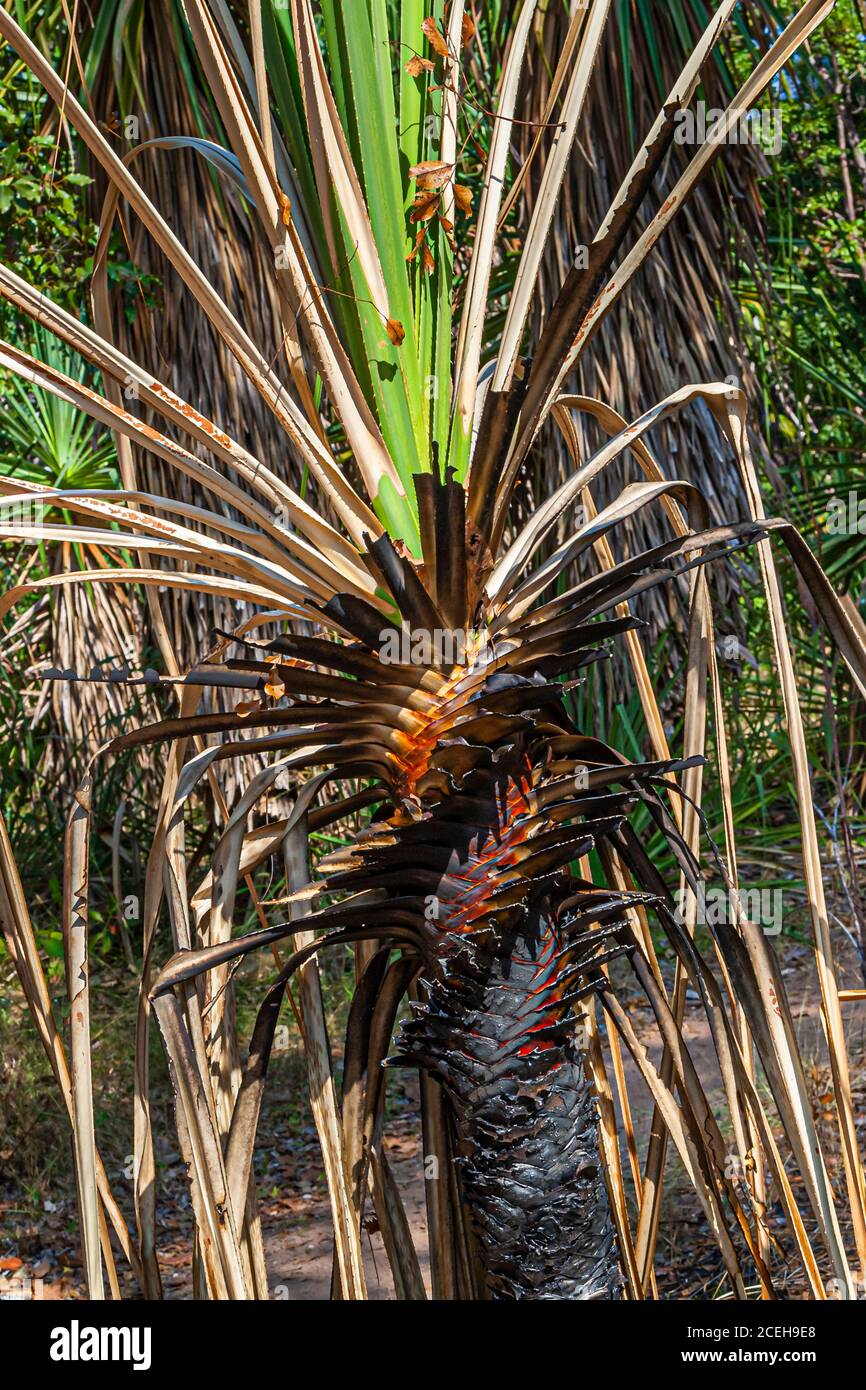 Pandanus utilis, Screw tree with charred trunk Stock Photo - Alamy