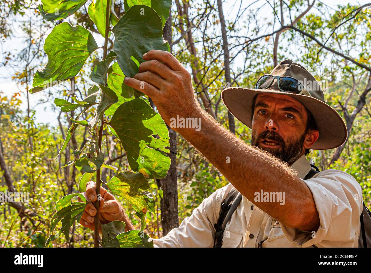 Guided Tour with a Ranger through the Australian Outback Stock Photo ...