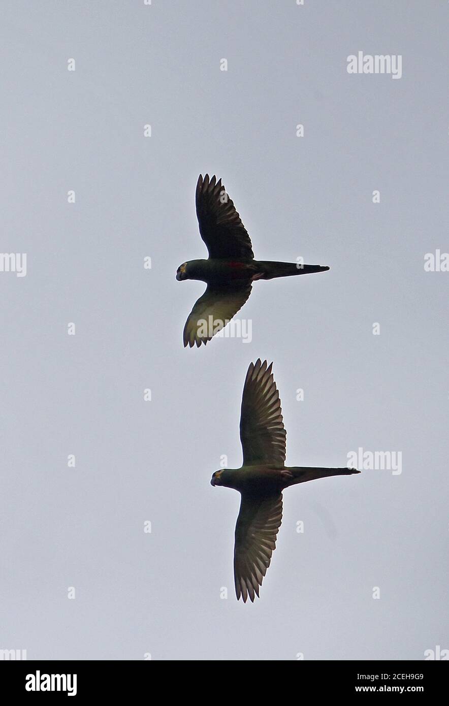 Blue-winged Macaw (Primolius maracana) pair in flight in early morning ...