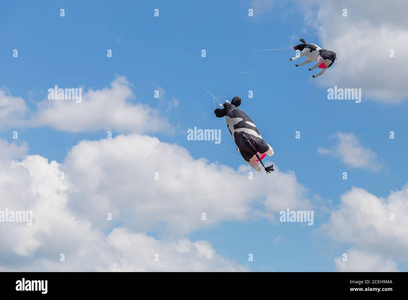 kites flying in a blue sky. Kites of various shapes. kiting, Flying cow ...
