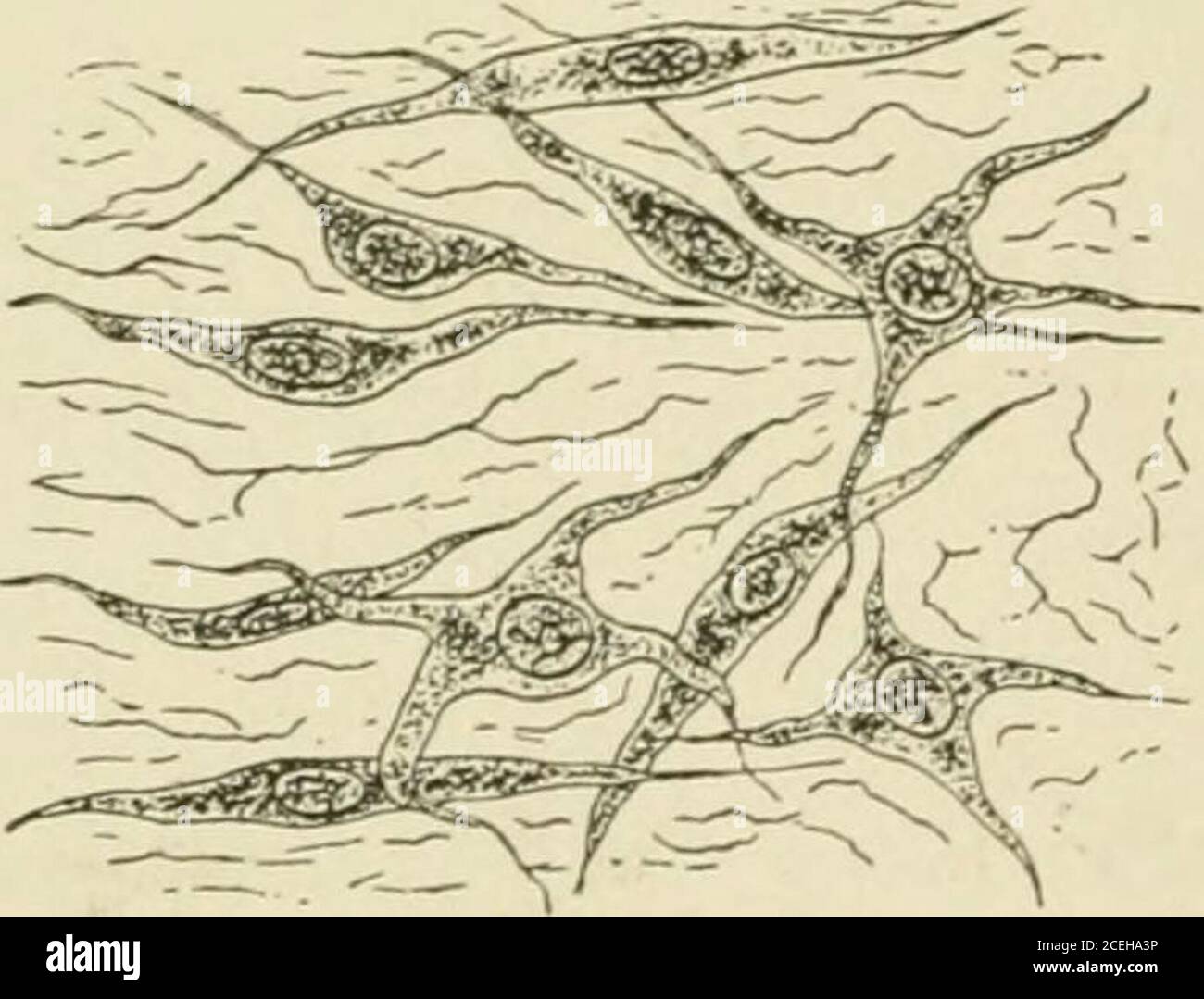 . Text-book of normal histology: including an account of the ...