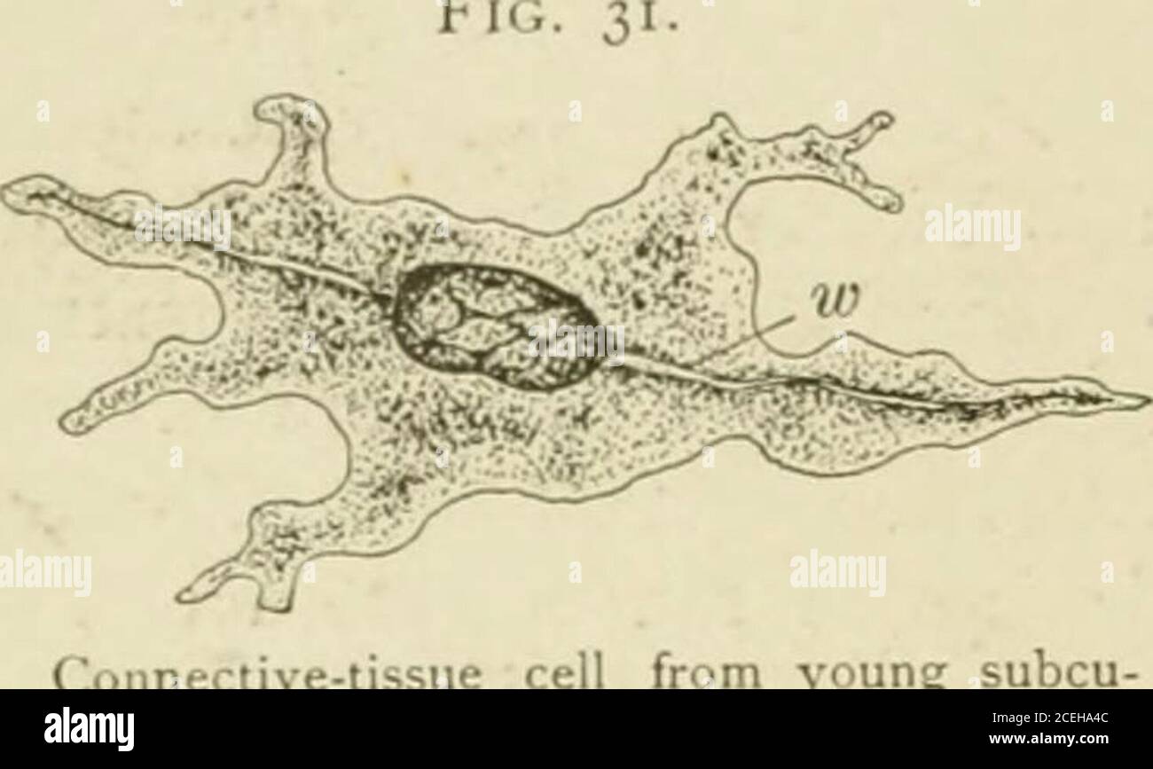 Subcutaneous Tissue Cells
