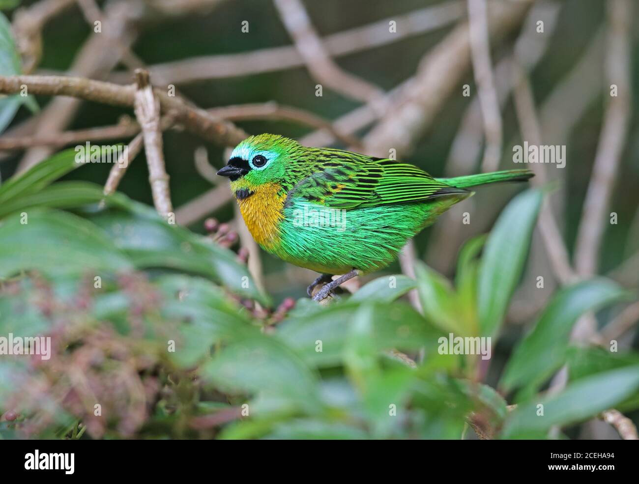 Brassy-breasted Tanager (Tangara desmaresti) adult perched on branch ...
