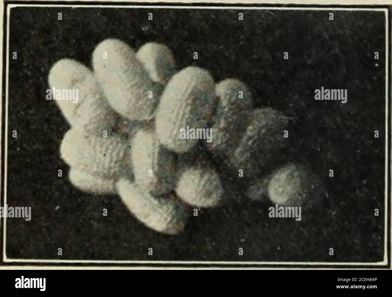 Transverse moth hi-res stock photography and images - Alamy