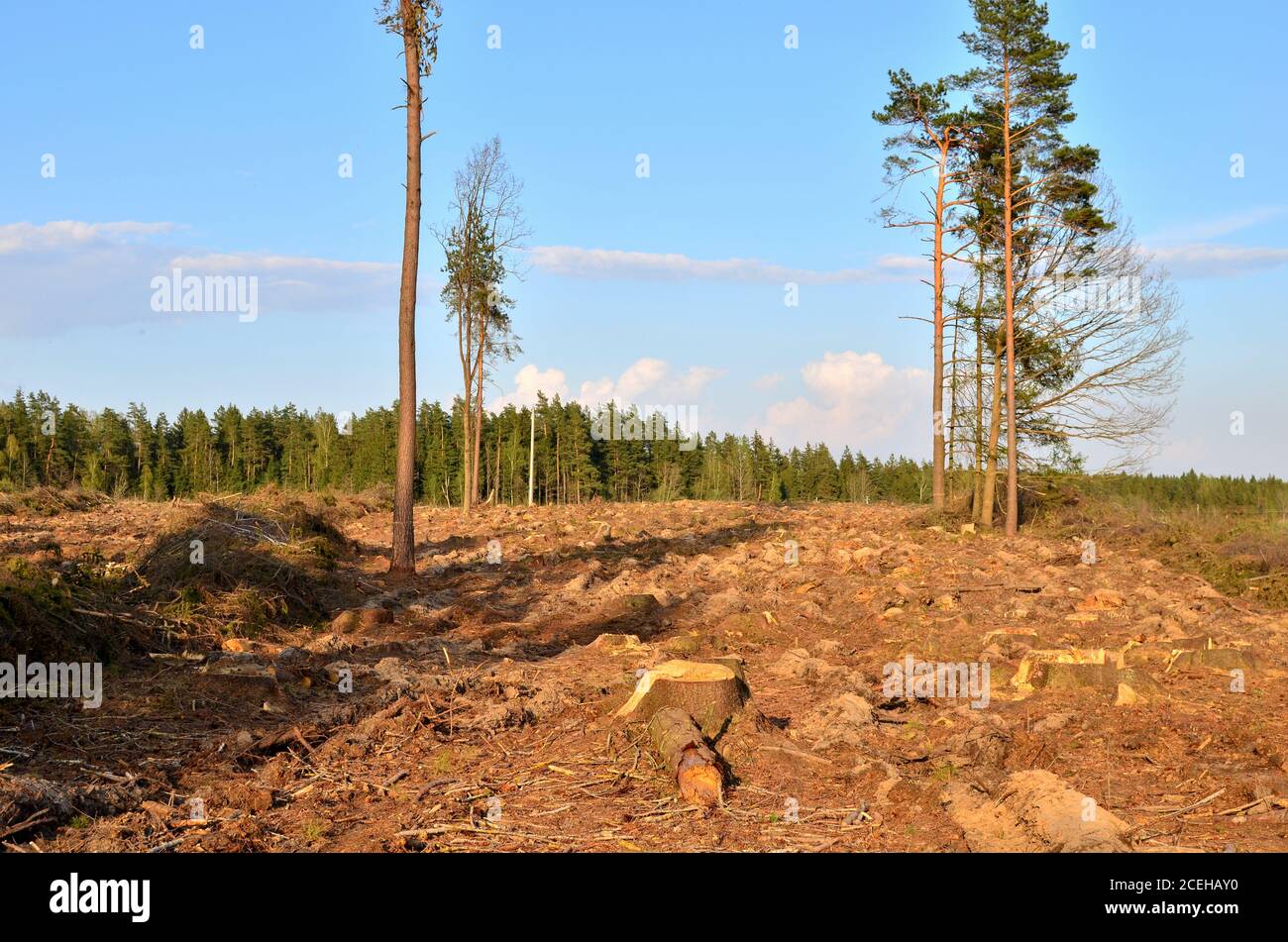 Cut trees in the forest. Deforestation and Illegal Logging ...