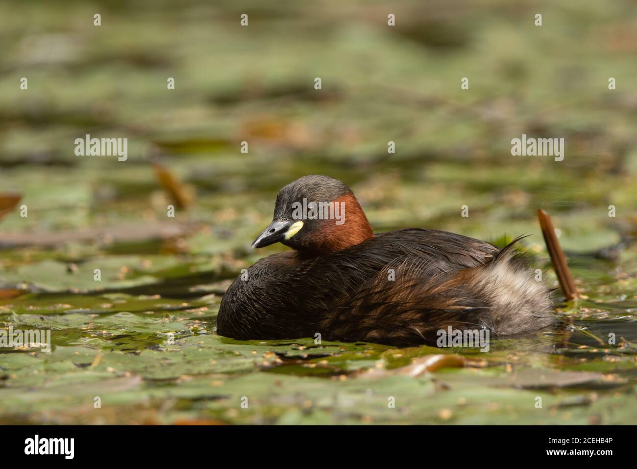 Grebe water bird hi-res stock photography and images - Alamy