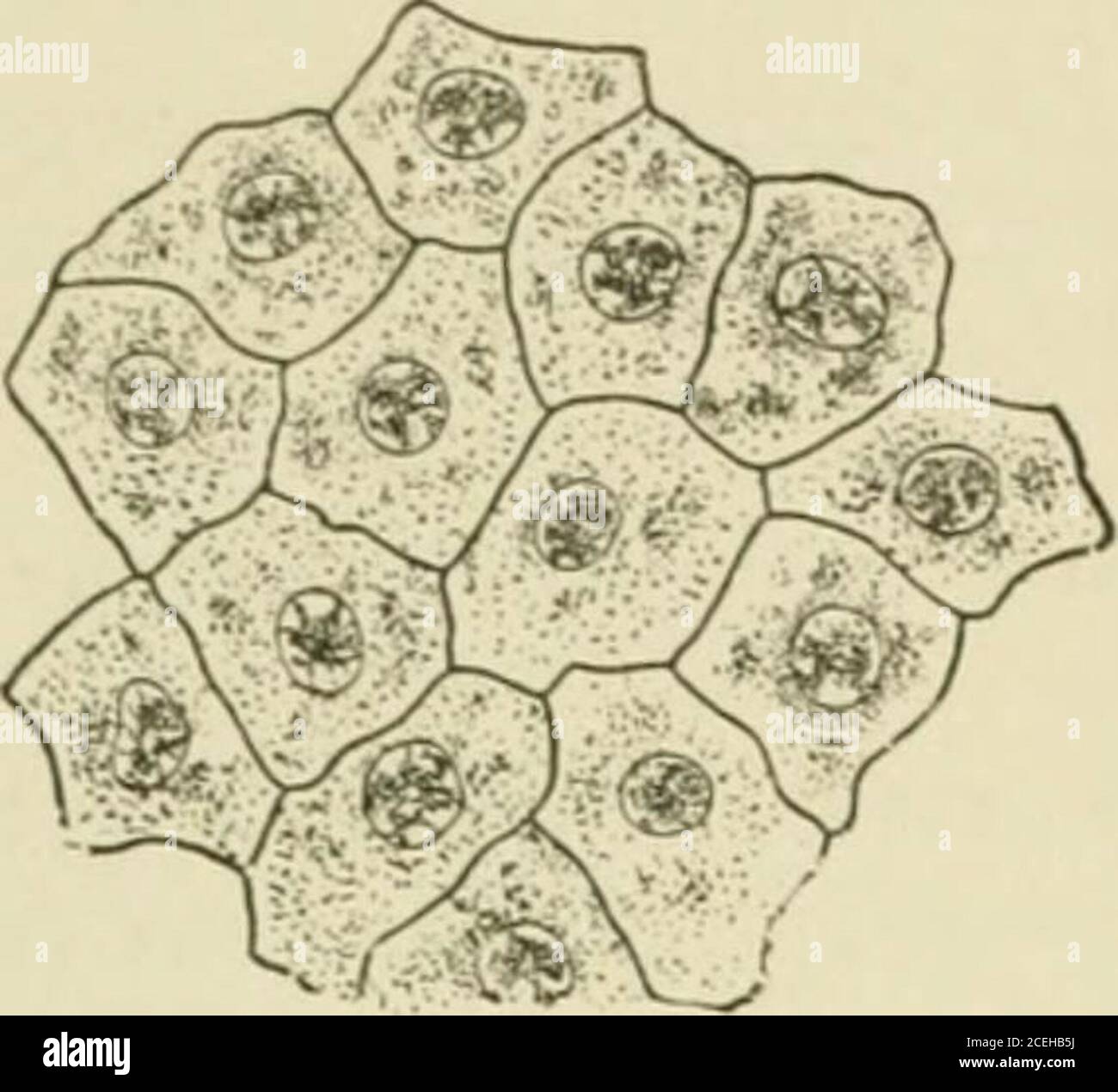 Stratified columnar hi-res stock photography and images - Alamy