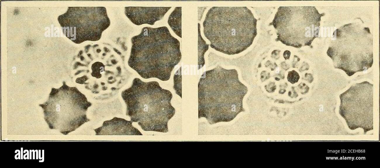 . Pathological technique; a practical manual for workers in ...