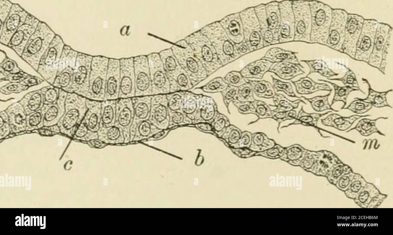 . Text-book of normal histology: including an account of the ...