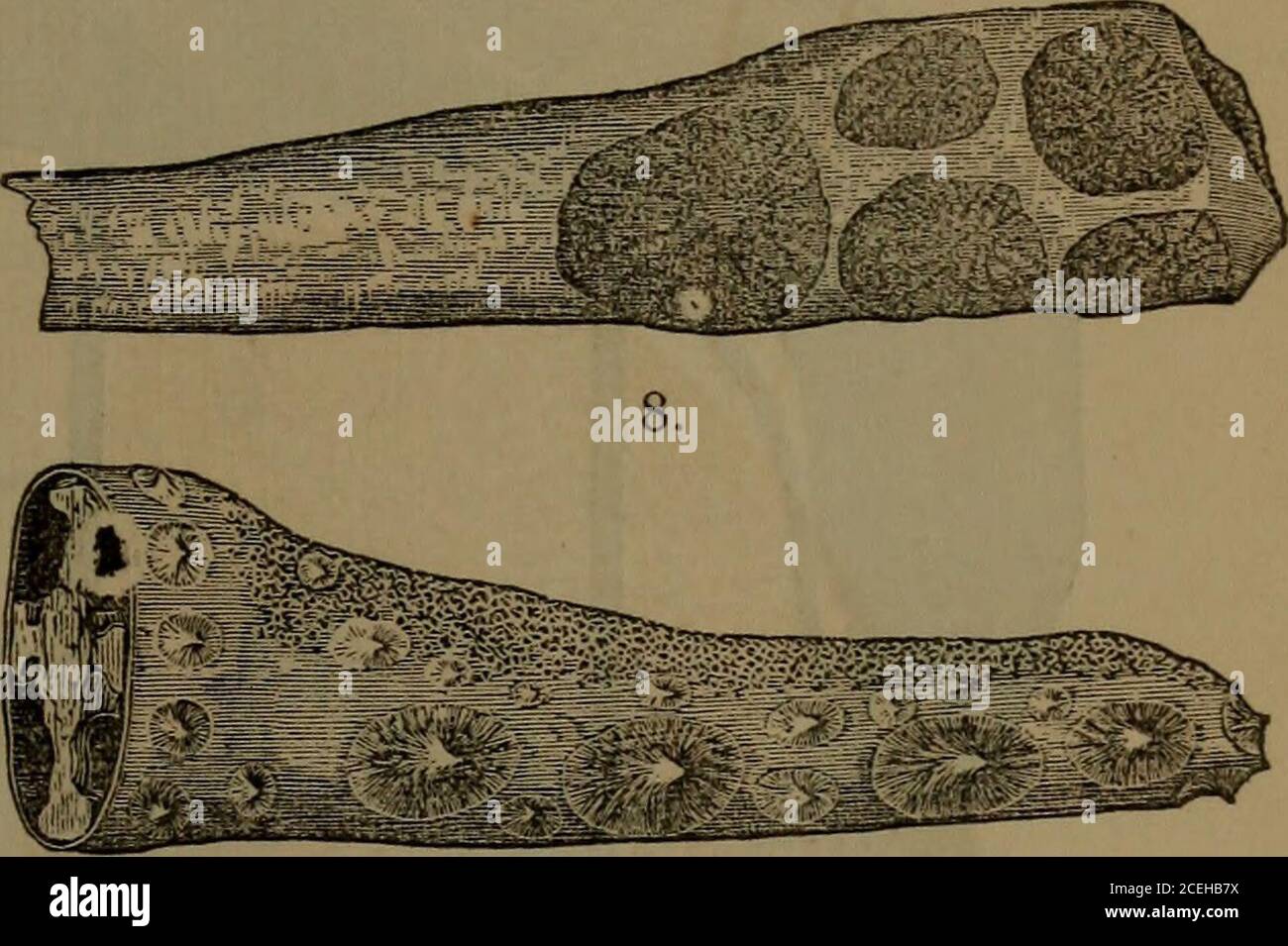 G clavipes hi-res stock photography and images - Alamy