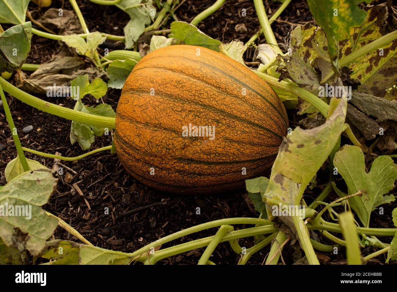 Pumpkin, food crop growing in English country garden Stock Photo - Alamy