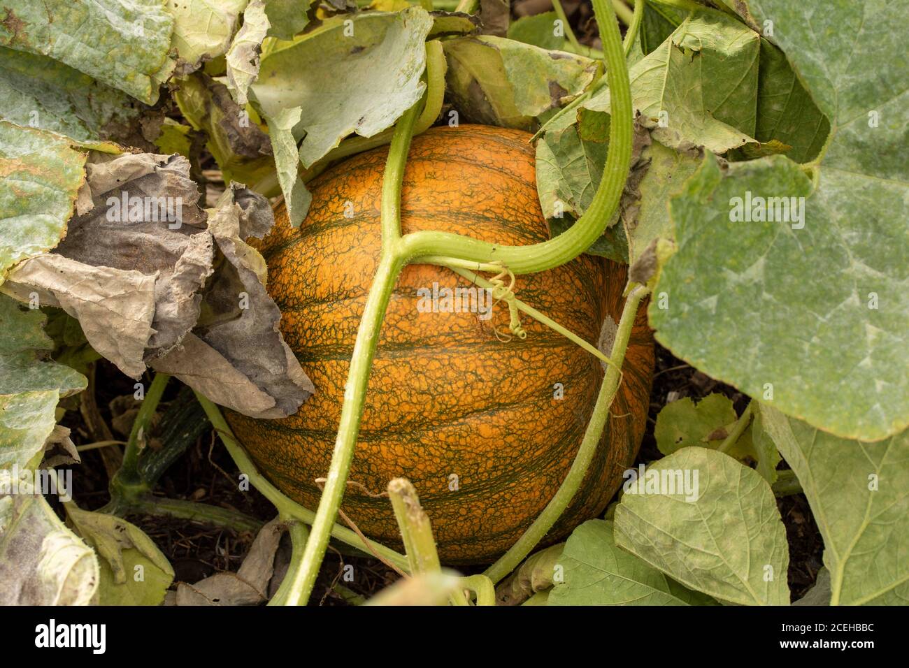Pumpkin, food crop growing in English country garden Stock Photo - Alamy