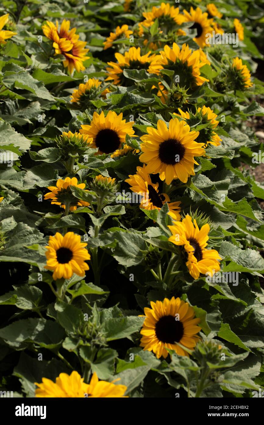 Sunflower Wallpaper High Resolution Stock Photography and Images - Alamy