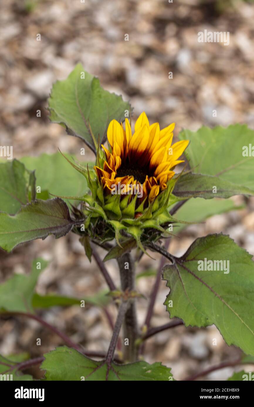Sunflower, nature flower portrait Stock Photo - Alamy