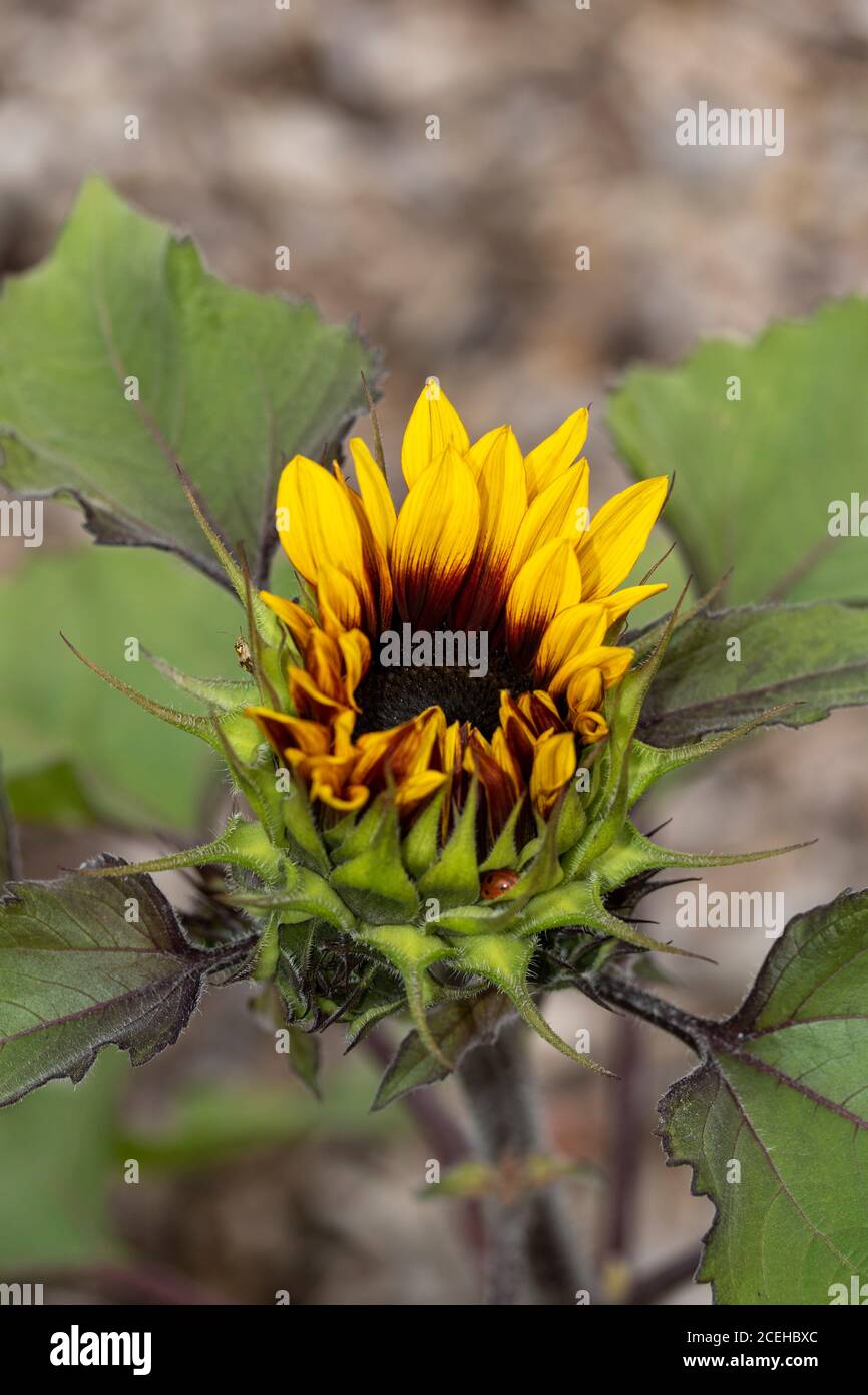 Sunflower, nature flower portrait Stock Photo - Alamy