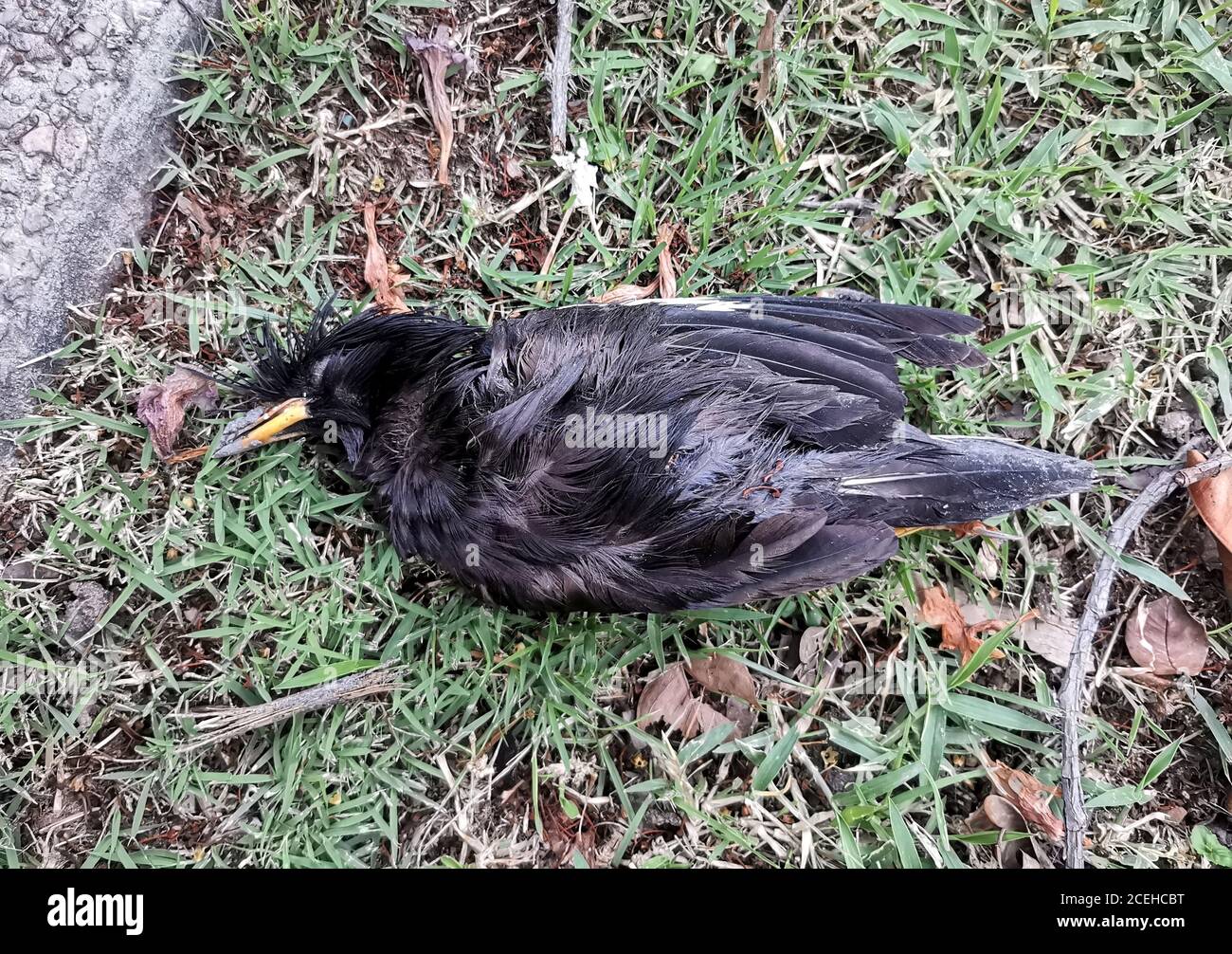 Blackbird flying isolated hi-res stock photography and images - Alamy