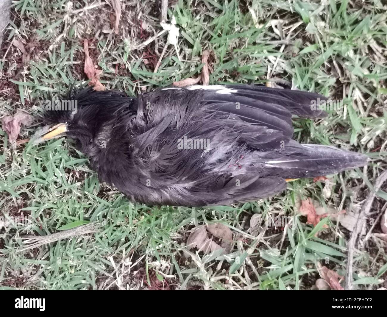 Dead bird in a cemetery hi-res stock photography and images - Alamy