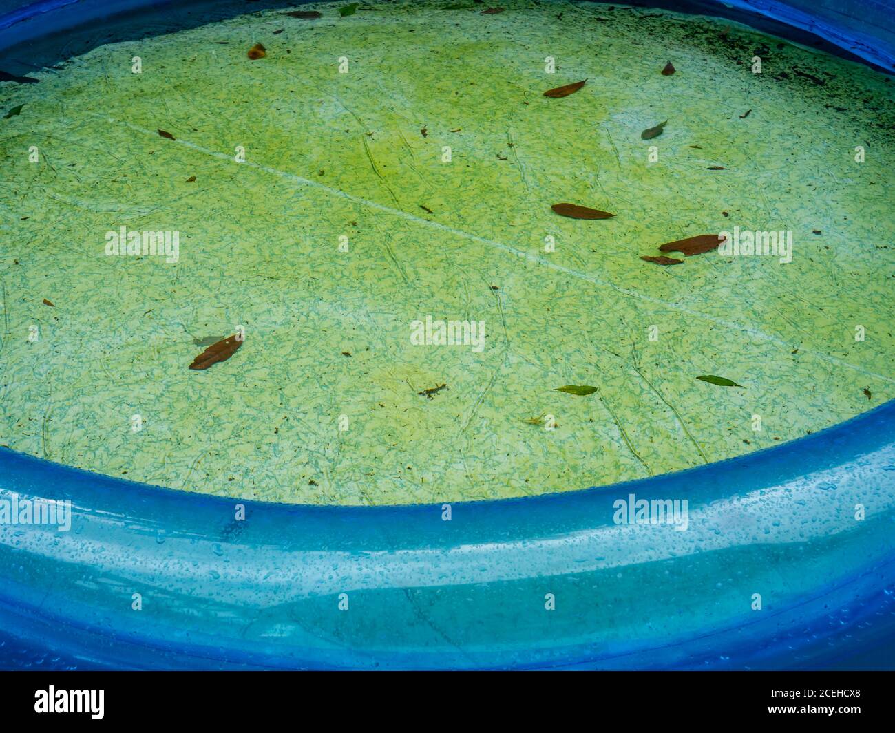 Pool in the garden with green algae Stock Photo - Alamy